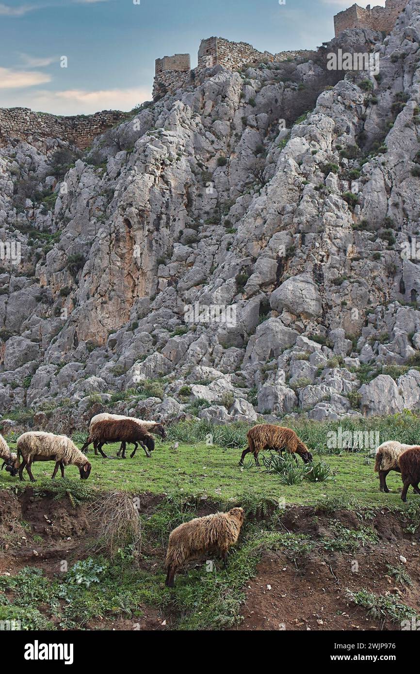 Sheep grazing on a green area in front of a rock face with a castle on ...