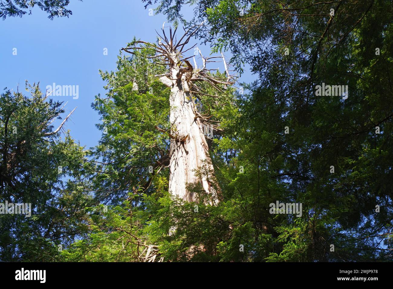 Tall tree in coastal rainforest, Ucluelet, Vancouver Island, Canada ...