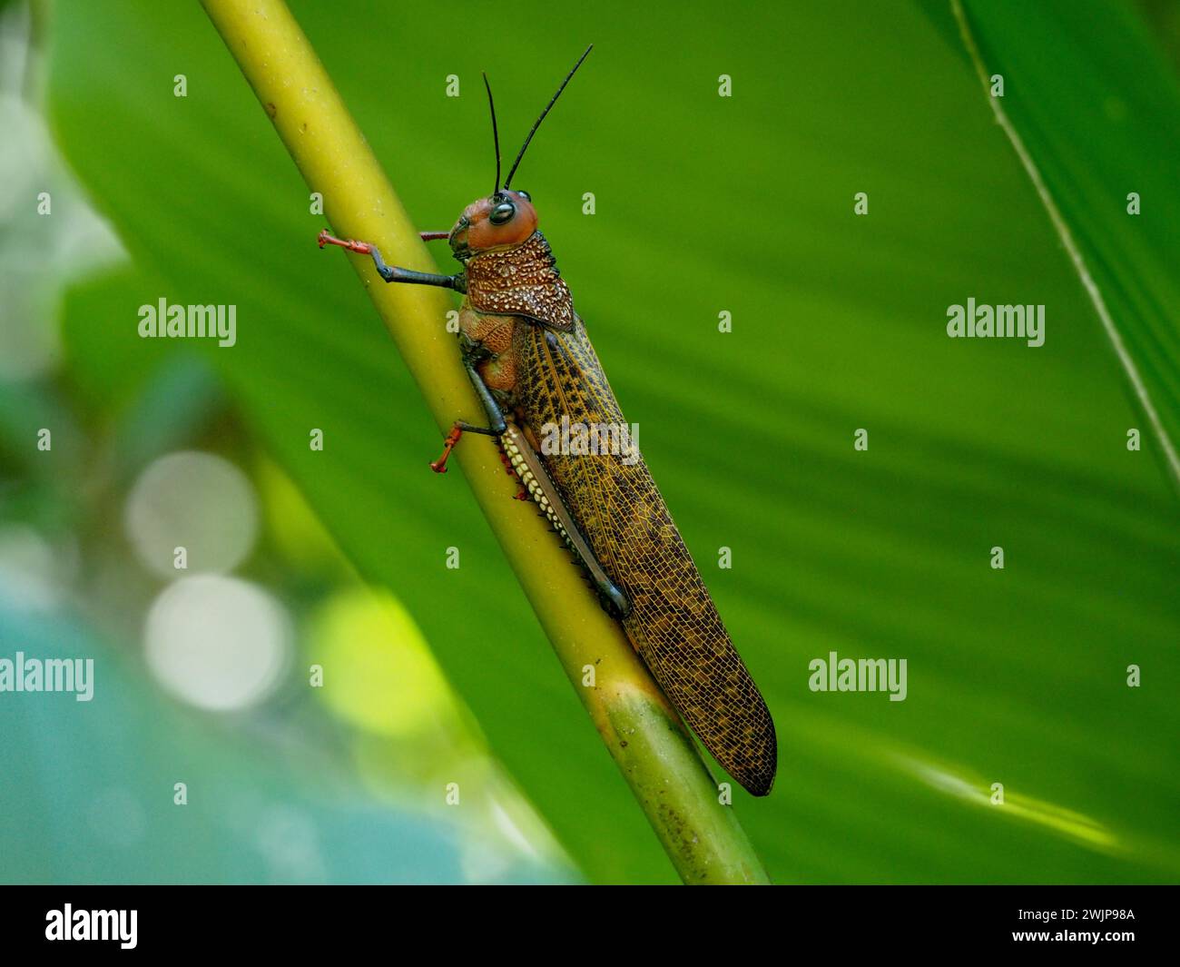 Giant locust (Tropidacris cristata), grasshopper, Manuel Antonio ...