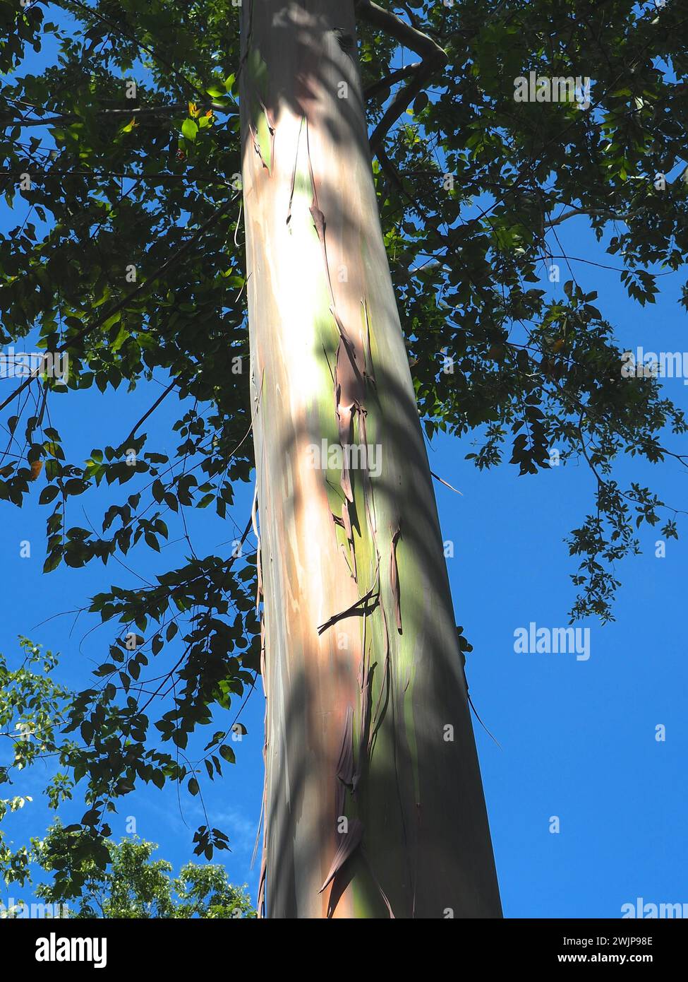 Rainbow gum (Eucalyptus deglupta), La Amistad National Park, Selva ...