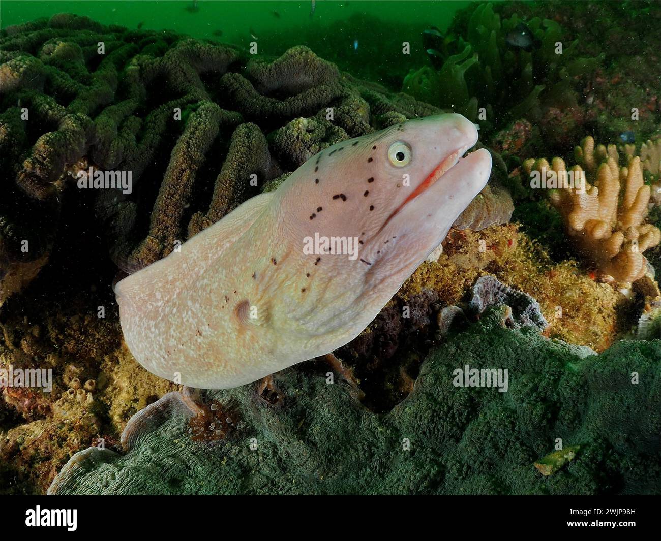 Spotted moray eel (Gymnothorax pictus) (Siderea picta), moray eel, dive ...