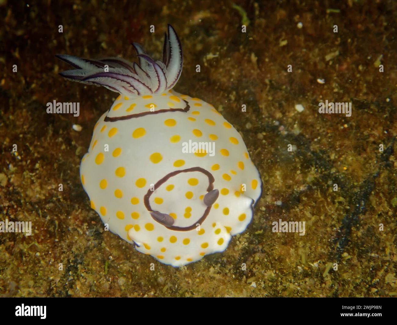 Star snail, ringed star snail (Chromodoris annulata), dive site Mermaid ...