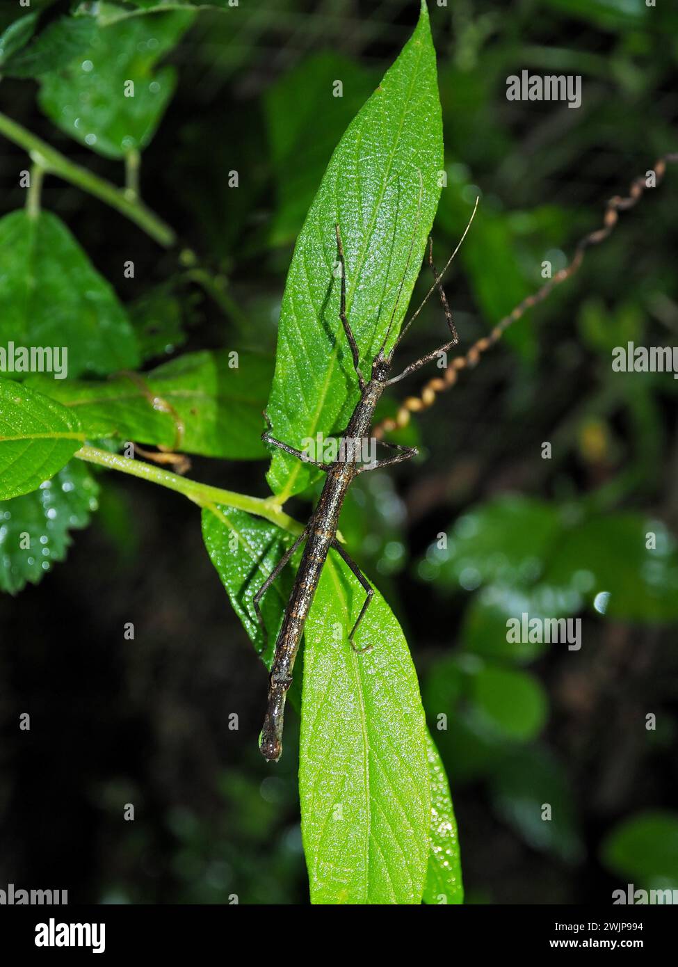 Stick insect (Phasmatodea), Monteverde cloud forest, Costa Rica ...