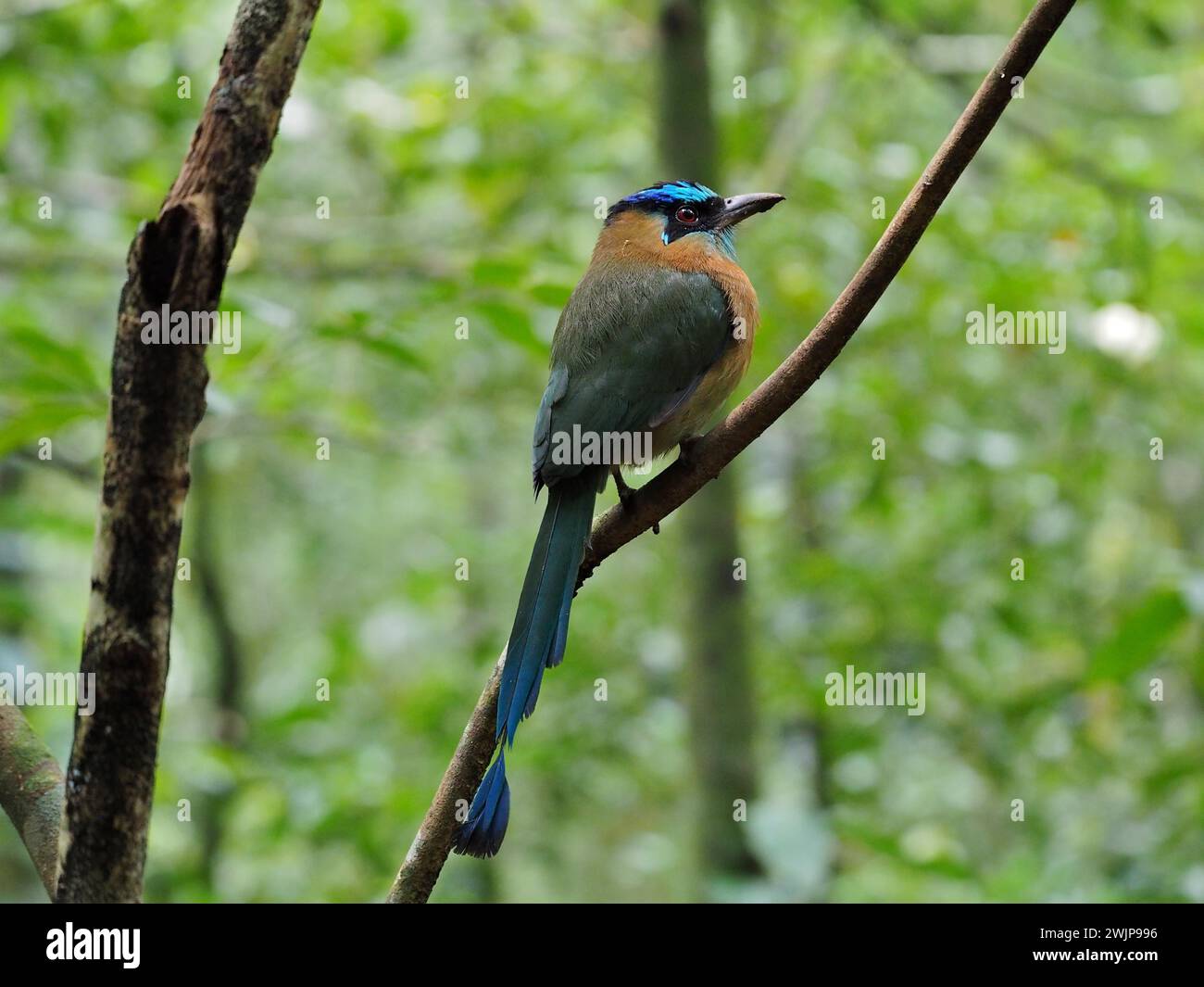 Blue-crowned motmot (Momotus momota), Monteverde Cloud Forest, Costa ...