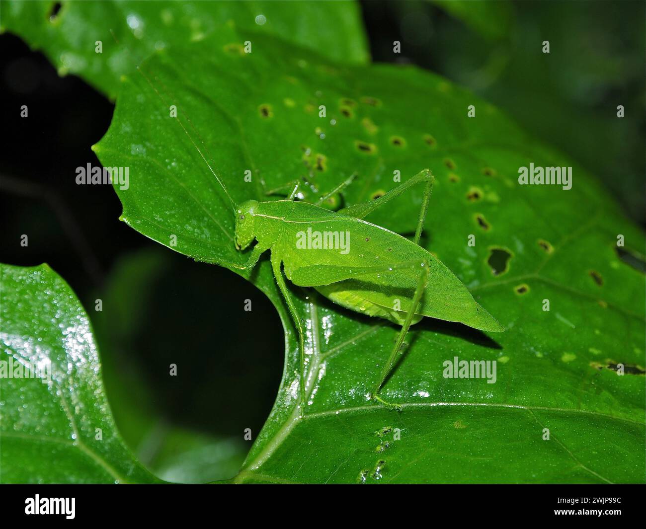 Cuban giant leafhopper (Stilpnochlora couloniana), leafhopper ...