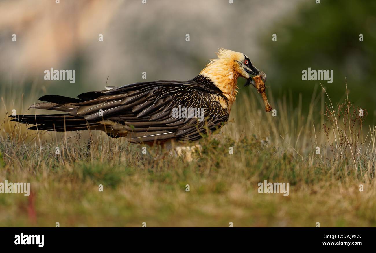 Old bearded vulture (Gypaetus barbatus), sheep bone, Catalonia ...