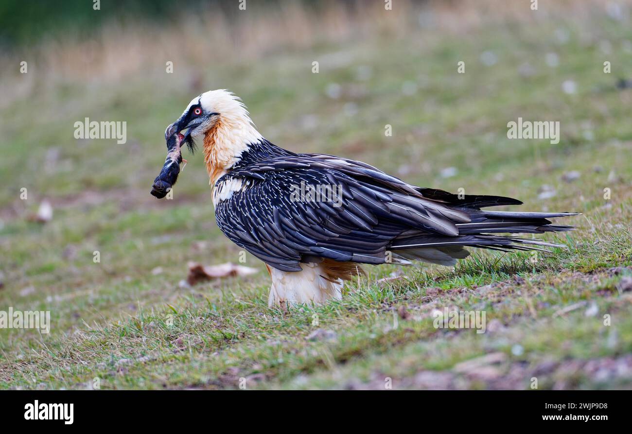 Old bearded vulture (Gypaetus barbatus) with sheep's foot, Catalonia ...