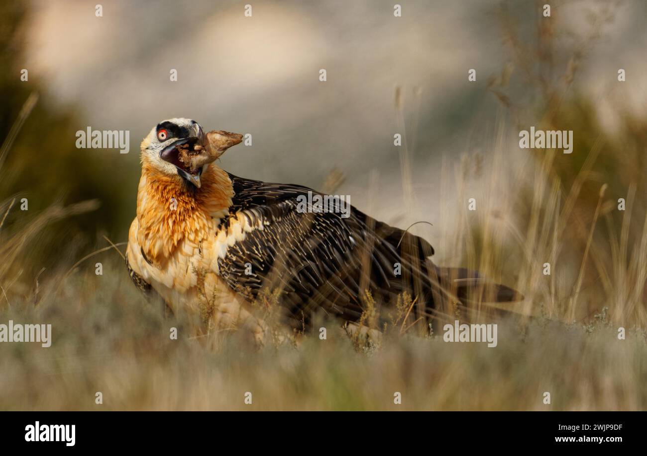 Old bearded vulture (Gypaetus barbatus), sheep's foot, hoof, fur ...