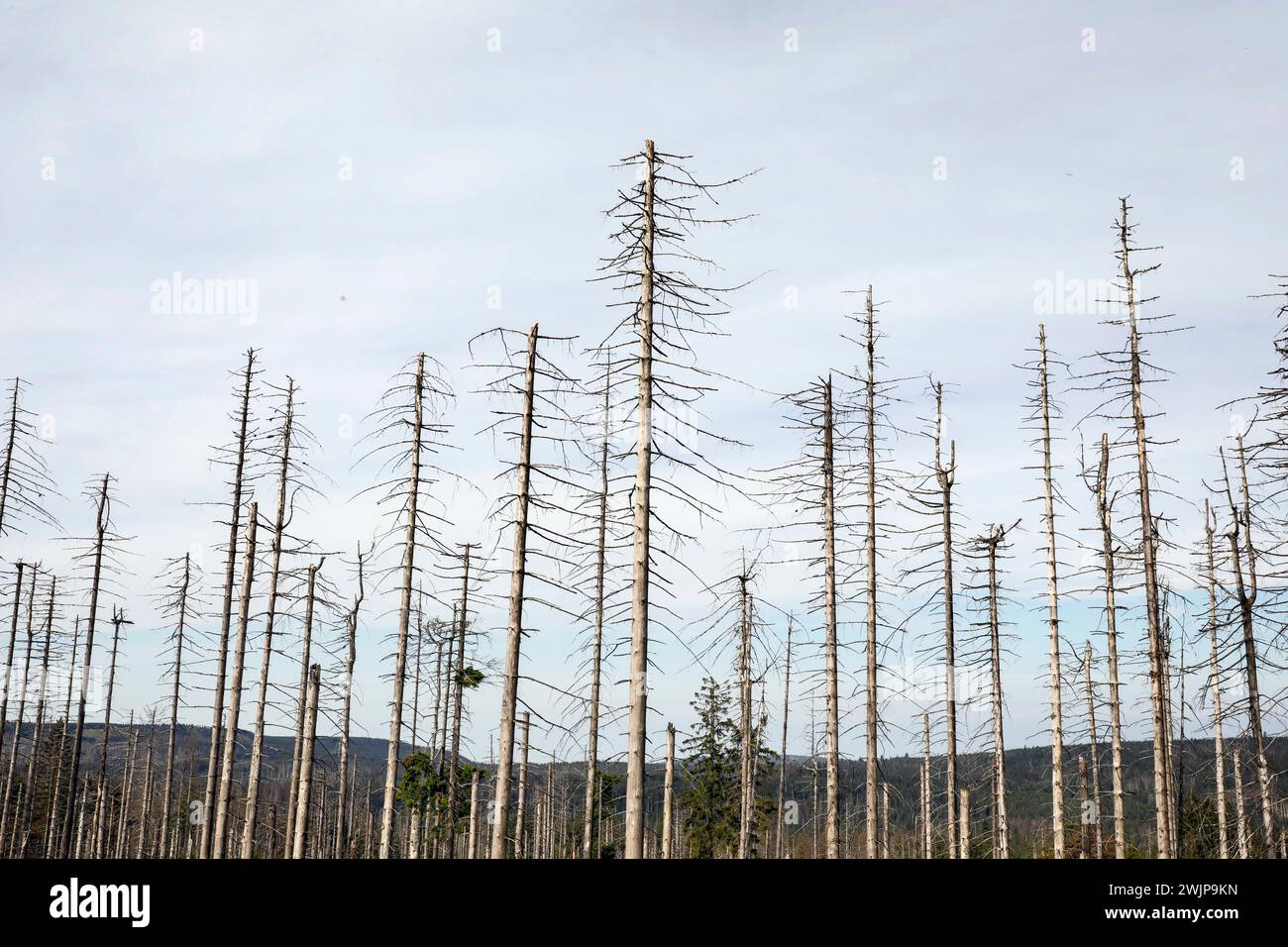Dead spruce trees, due to infestation by bark beetles, Oderbrueck, 19 ...