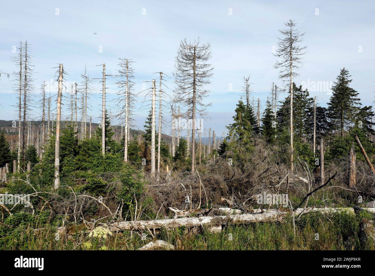 Dead spruce trees, due to infestation by bark beetles, Oderbrueck, 19 ...