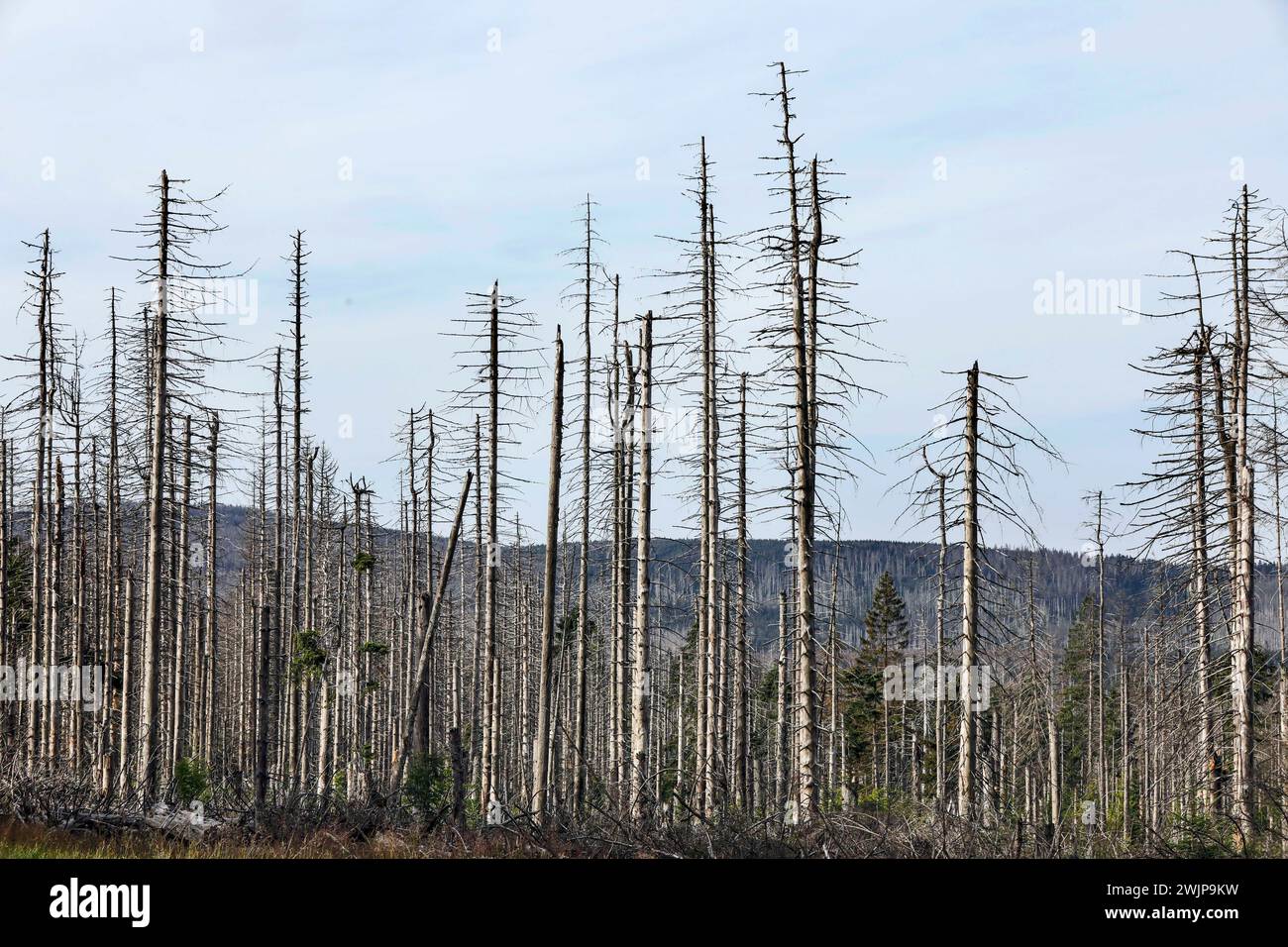 Dead spruce trees, due to infestation by bark beetles, Oderbrueck, 19 ...