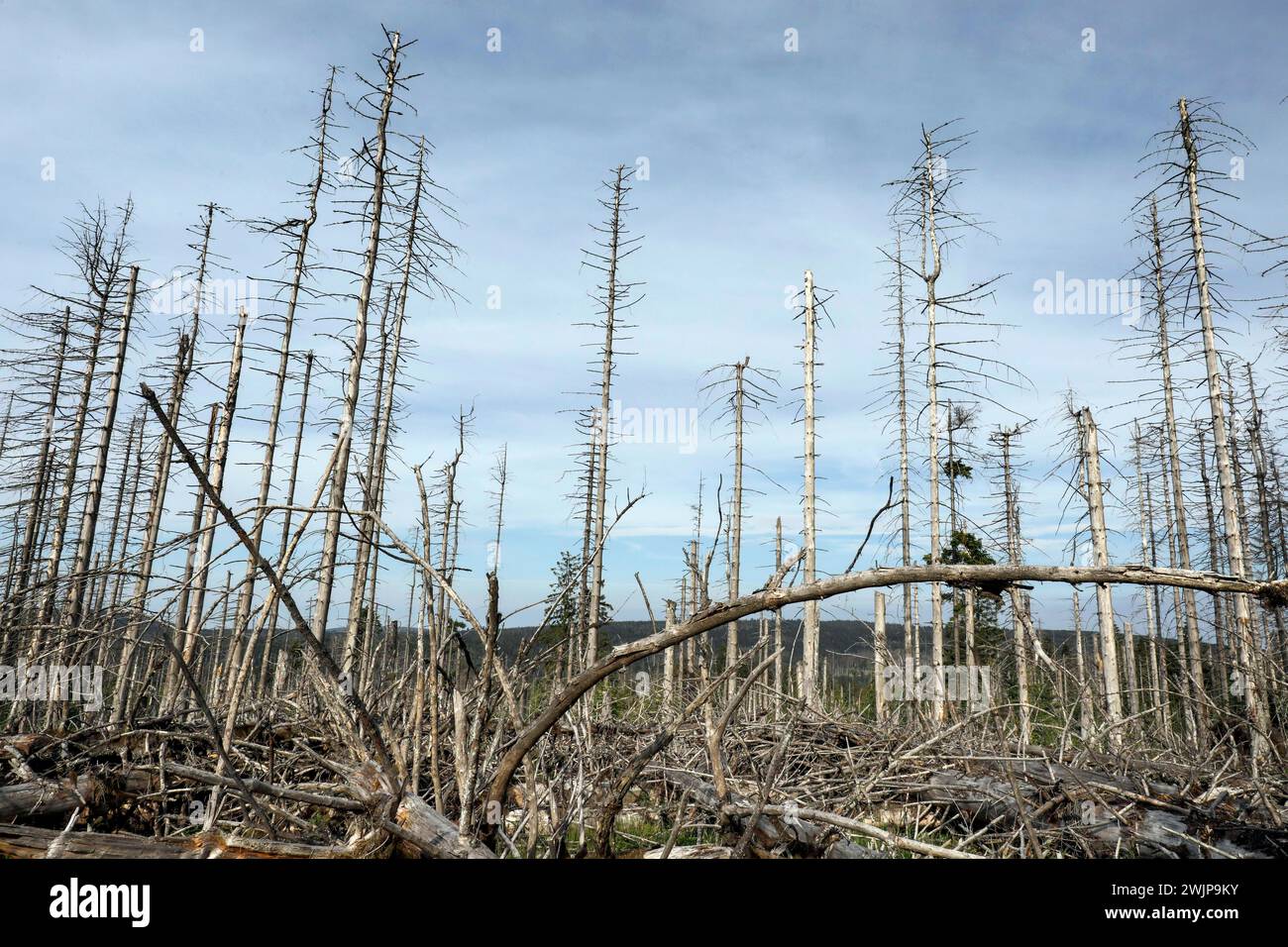 Dead spruce trees, due to infestation by bark beetles, Oderbrueck, 19 ...