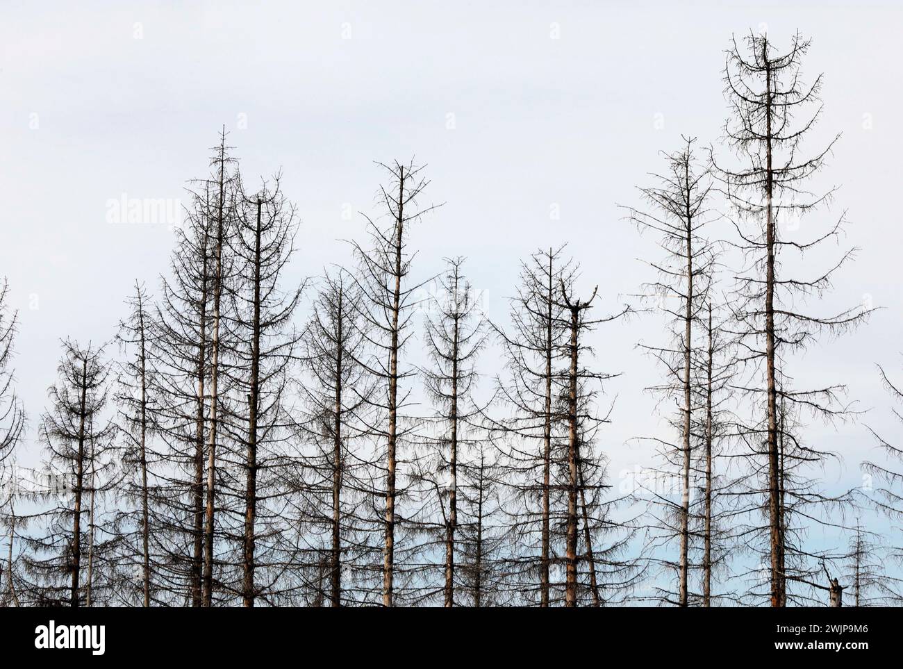 Dead spruce trees, due to infestation by bark beetles, Oderbrueck, 19 ...