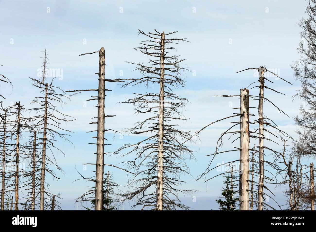 Dead spruce trees, due to infestation by bark beetles, Oderbrueck, 19 ...