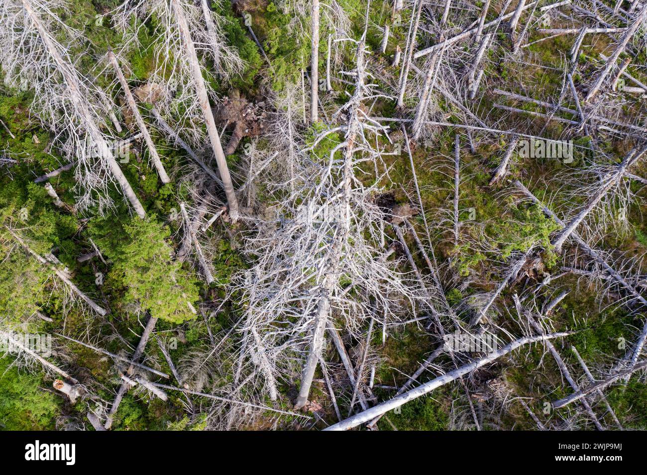 Aerial photo of dead spruces, due to infestation by bark beetles ...