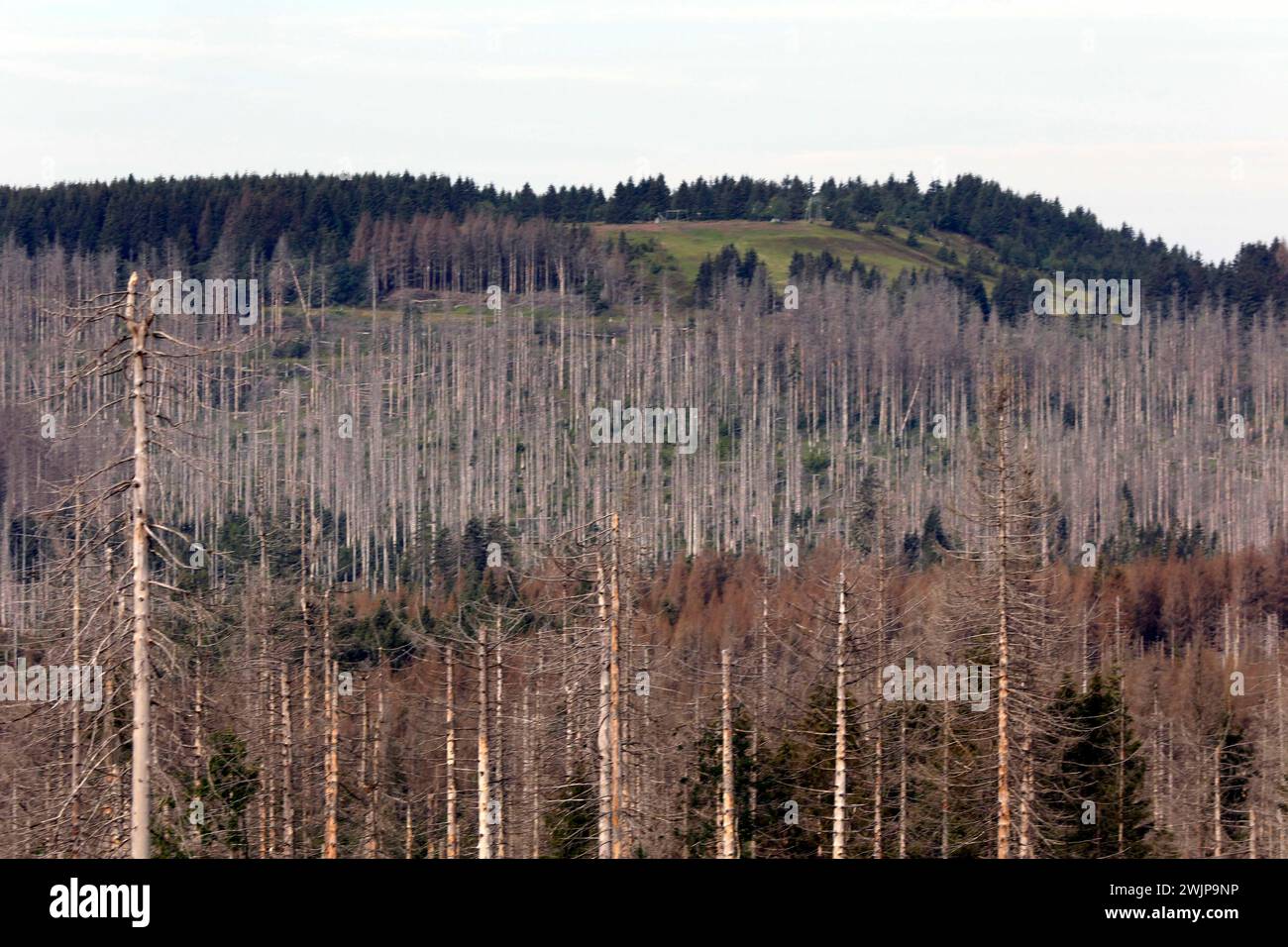 Dead spruce trees, due to infestation by bark beetles, Oderbrueck, 19 ...