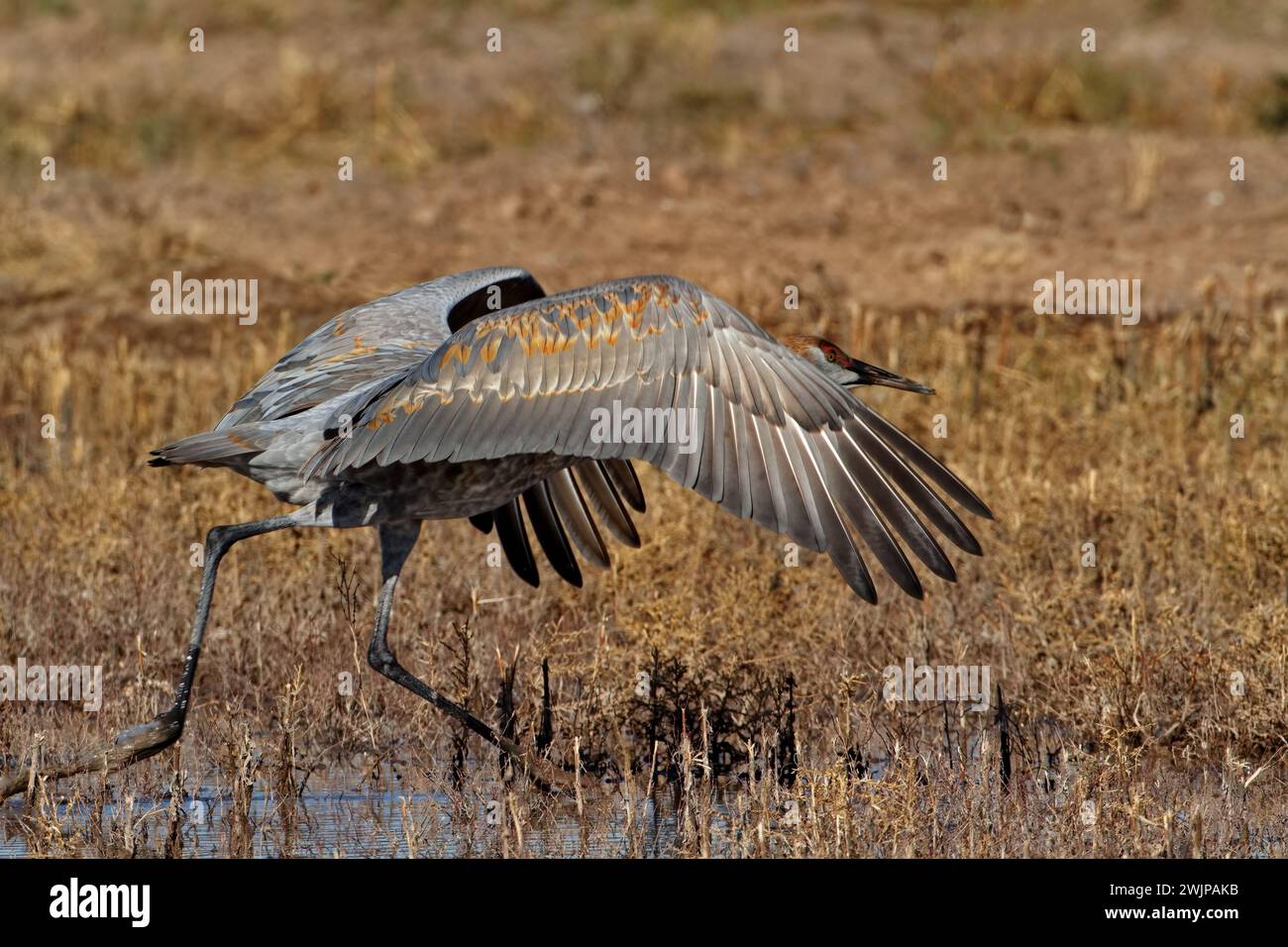 Large Sandhill Crane running with wings open toward takeoff in wetlands ...