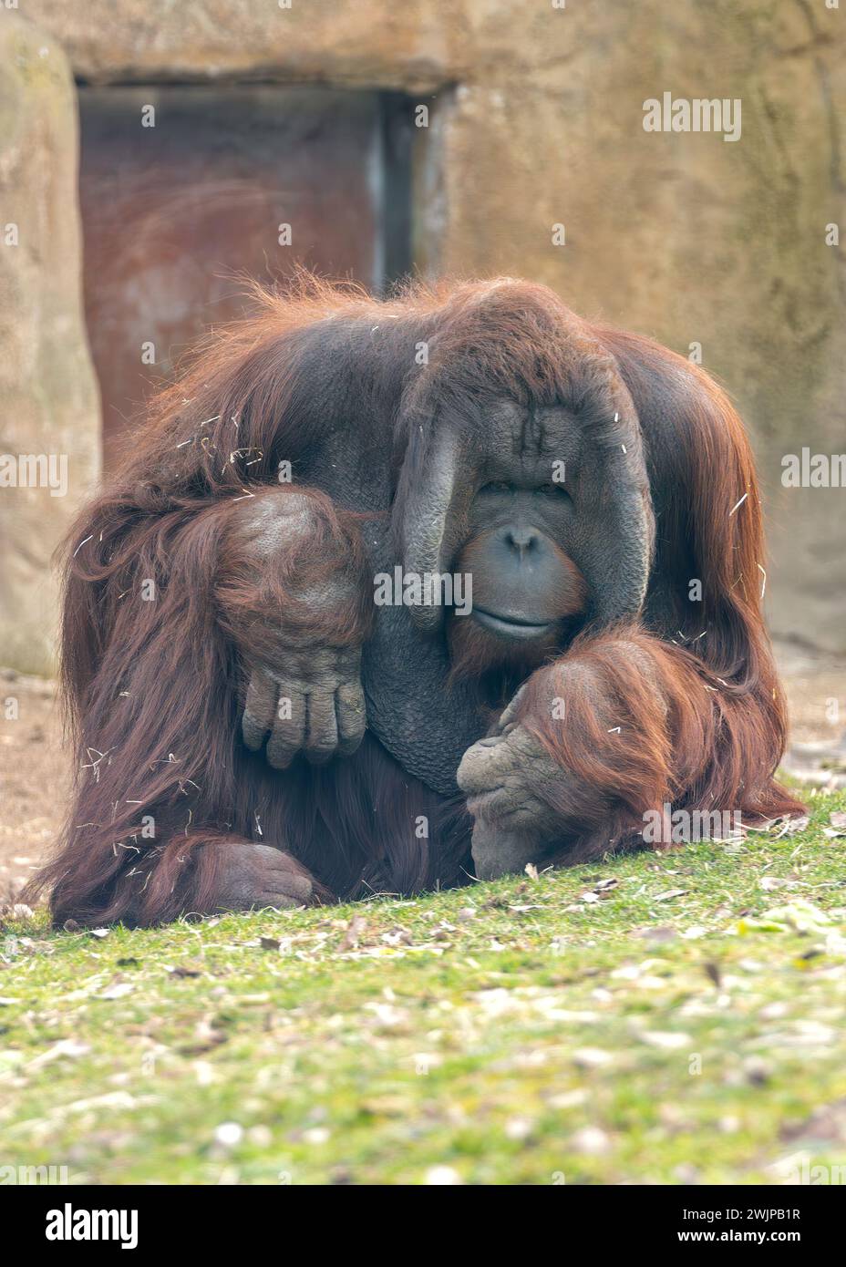 An Orangutan swings through the lush rainforest of Sumatra, its orange ...