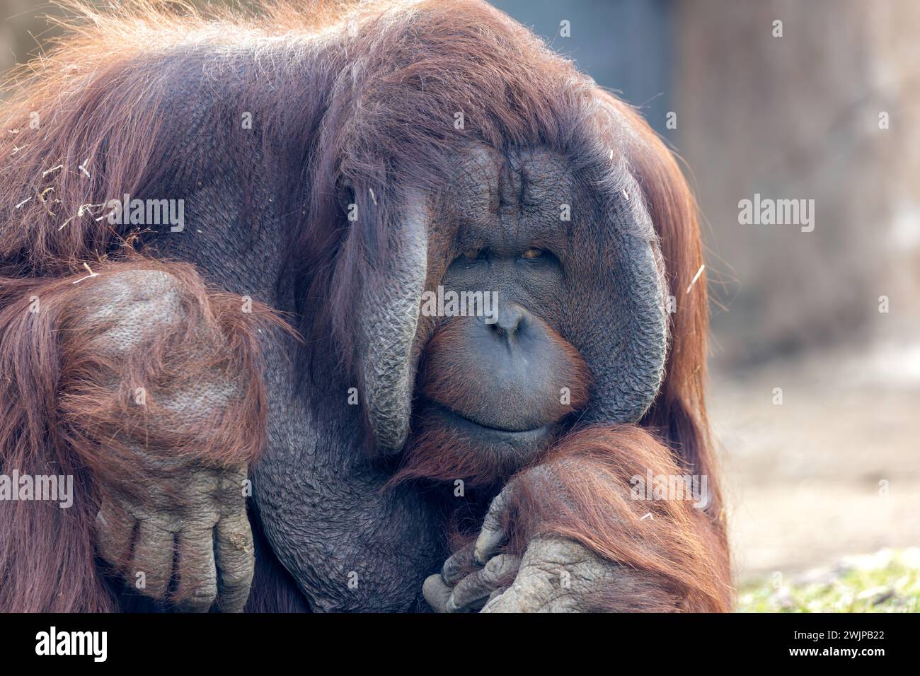 An Orangutan swings through the lush rainforest of Sumatra, its orange ...