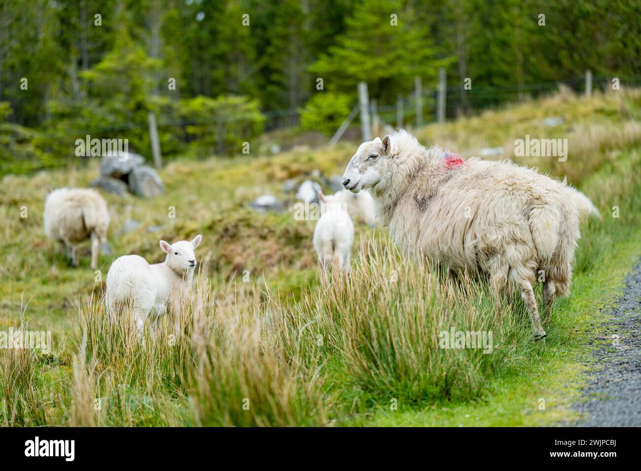 Sheep marked with colorful dye grazing in green pastures. Adult sheep ...