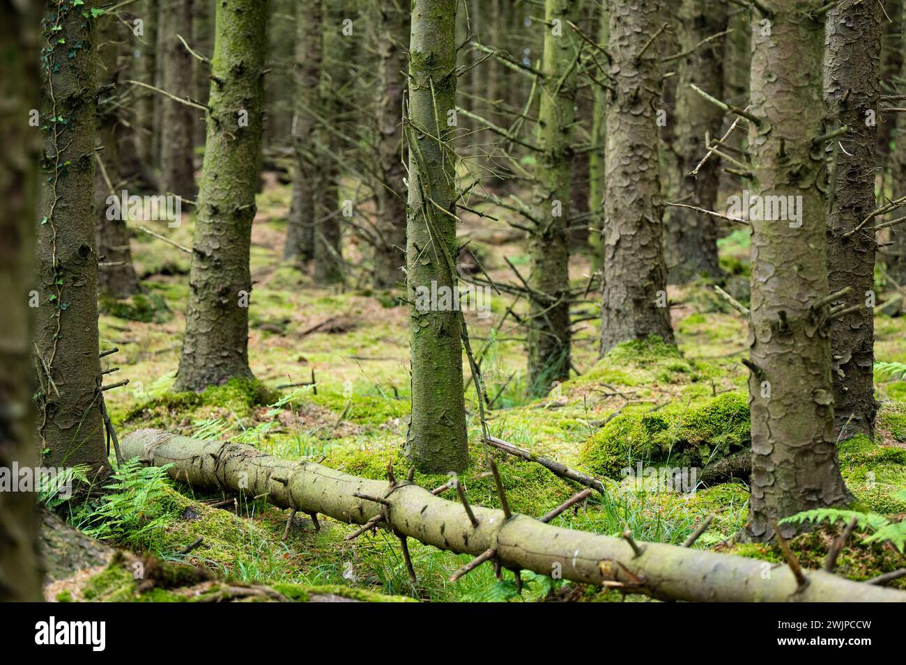Massive pine trees with ivy growing on their trunks. Impressive green ...