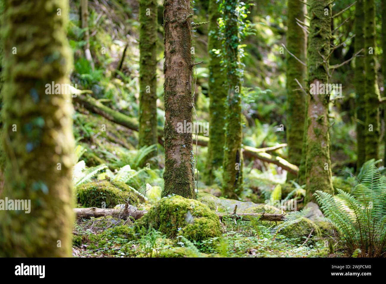 Dense humid forest near Torc Waterfall, one of most popular tourist ...