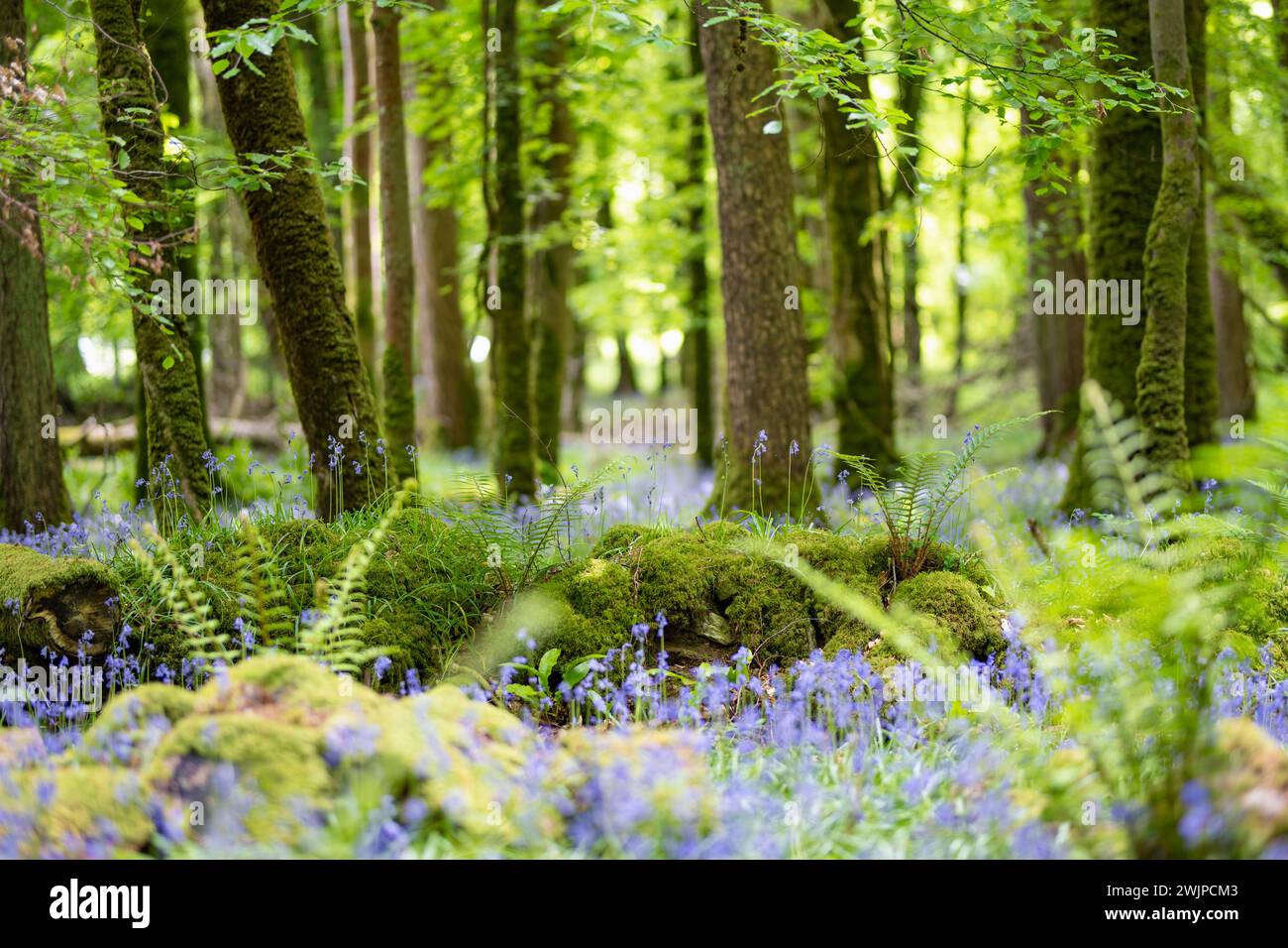 Bluebell flowers blossoming in a woodland in Ireland. Hyacinthoides non ...