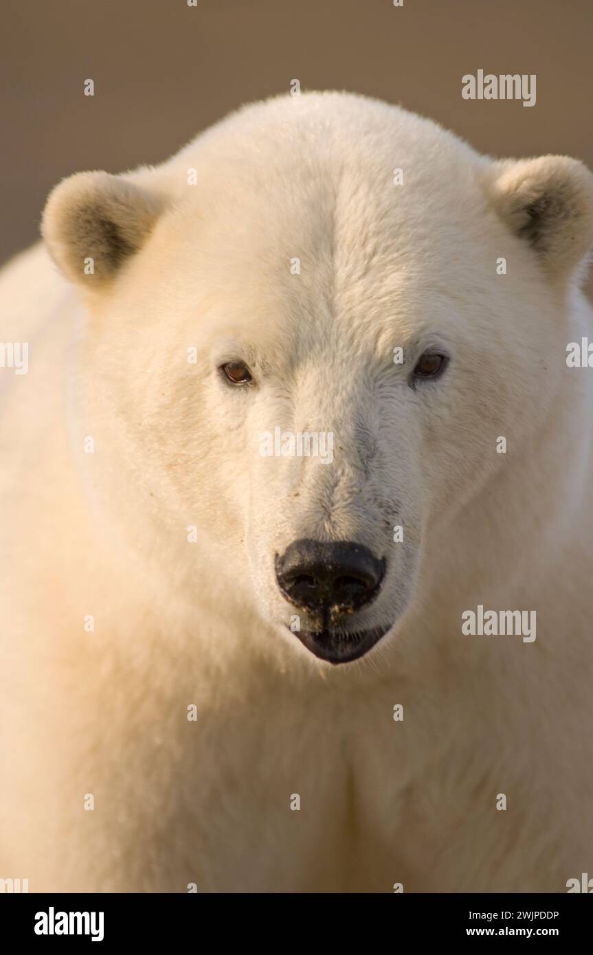 polar bear, Ursus maritimus, portrait of an adult male, Arctic National ...