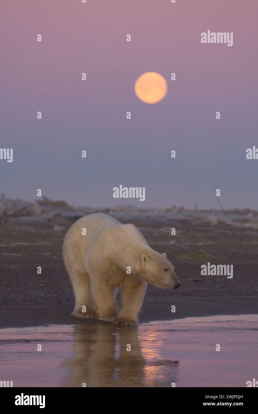 polar bear, Ursus maritimus, boar neck thick then head on a beach at ...
