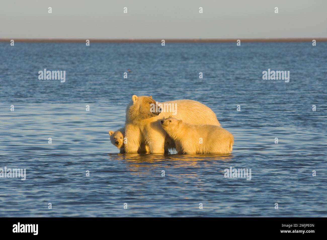 polar bears, Ursus maritimus, sow with cubs in water along the Arctic ...