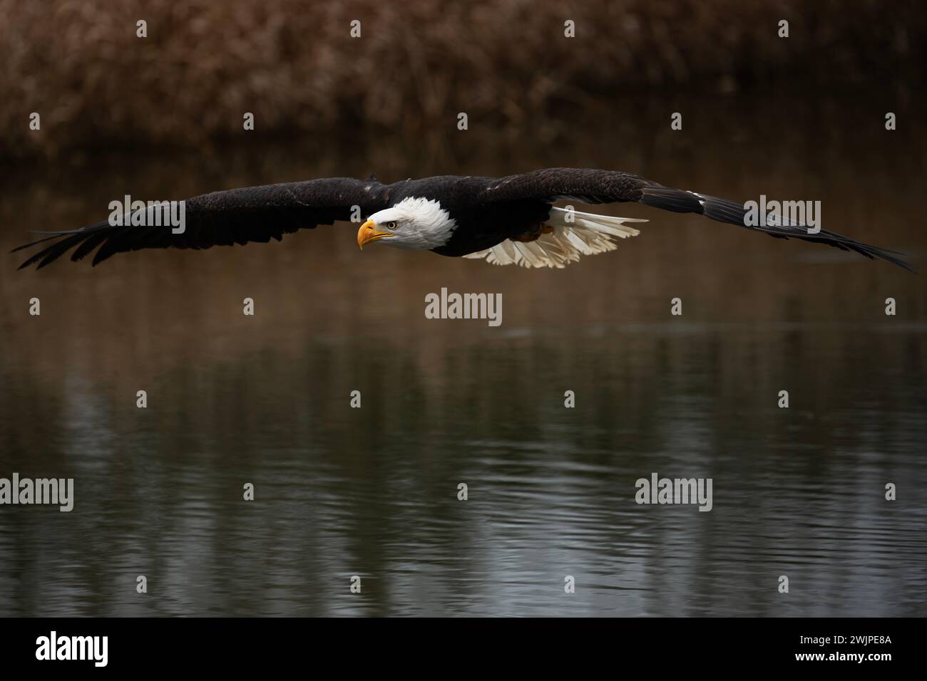 A trained bald eagle in flight. Haliaeetus leucocephalus Stock Photo ...