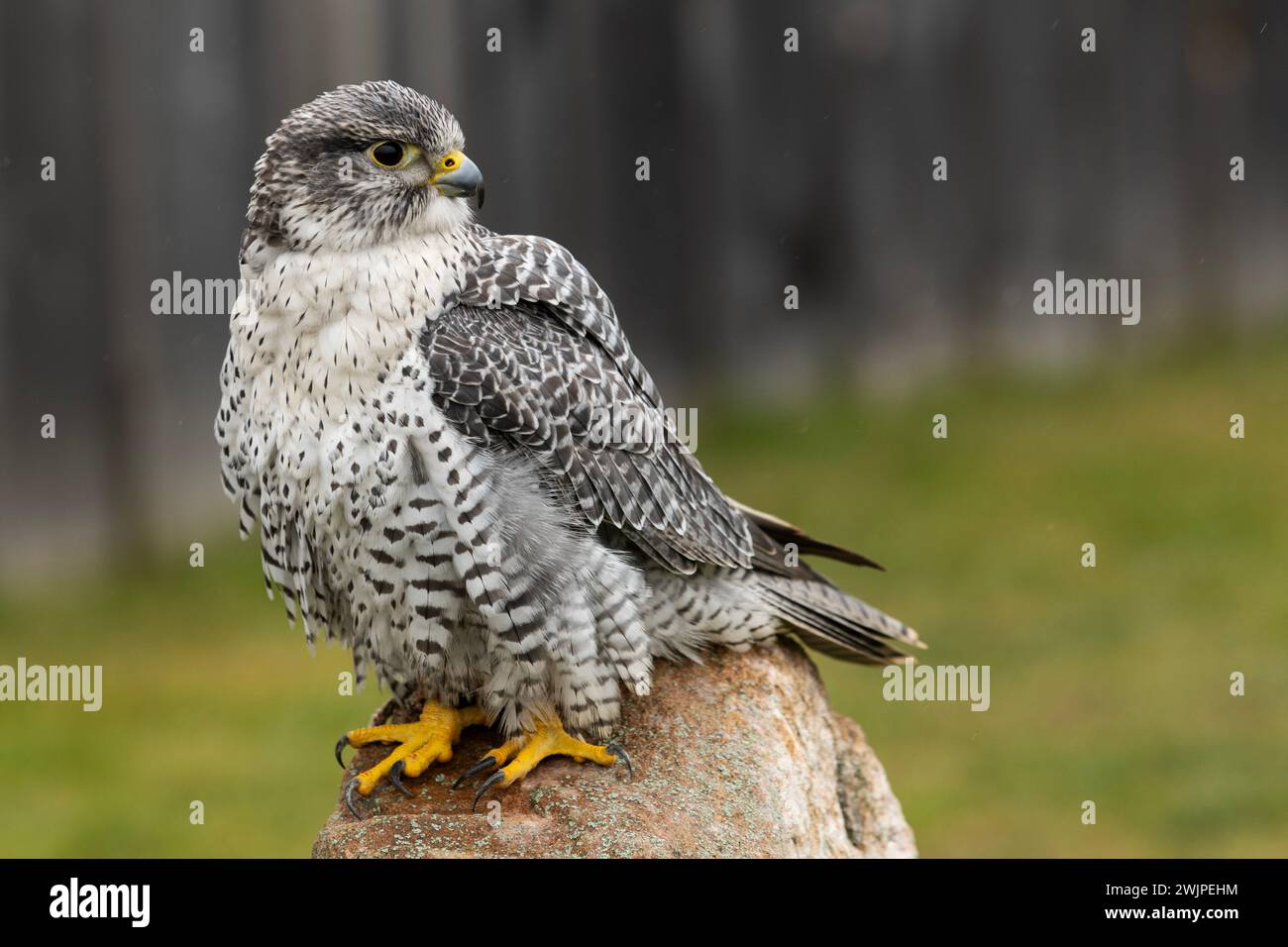 A trained gryfalcon on a rock, barn in background. Falco rusticolus ...