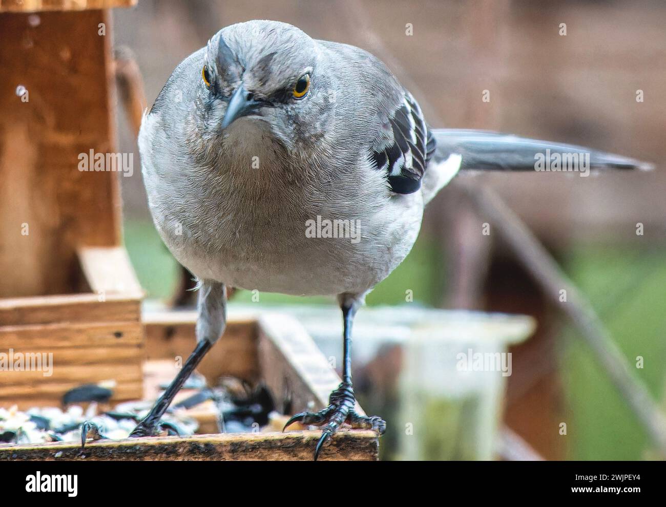 Mockingbird hi-res stock photography and images - Alamy