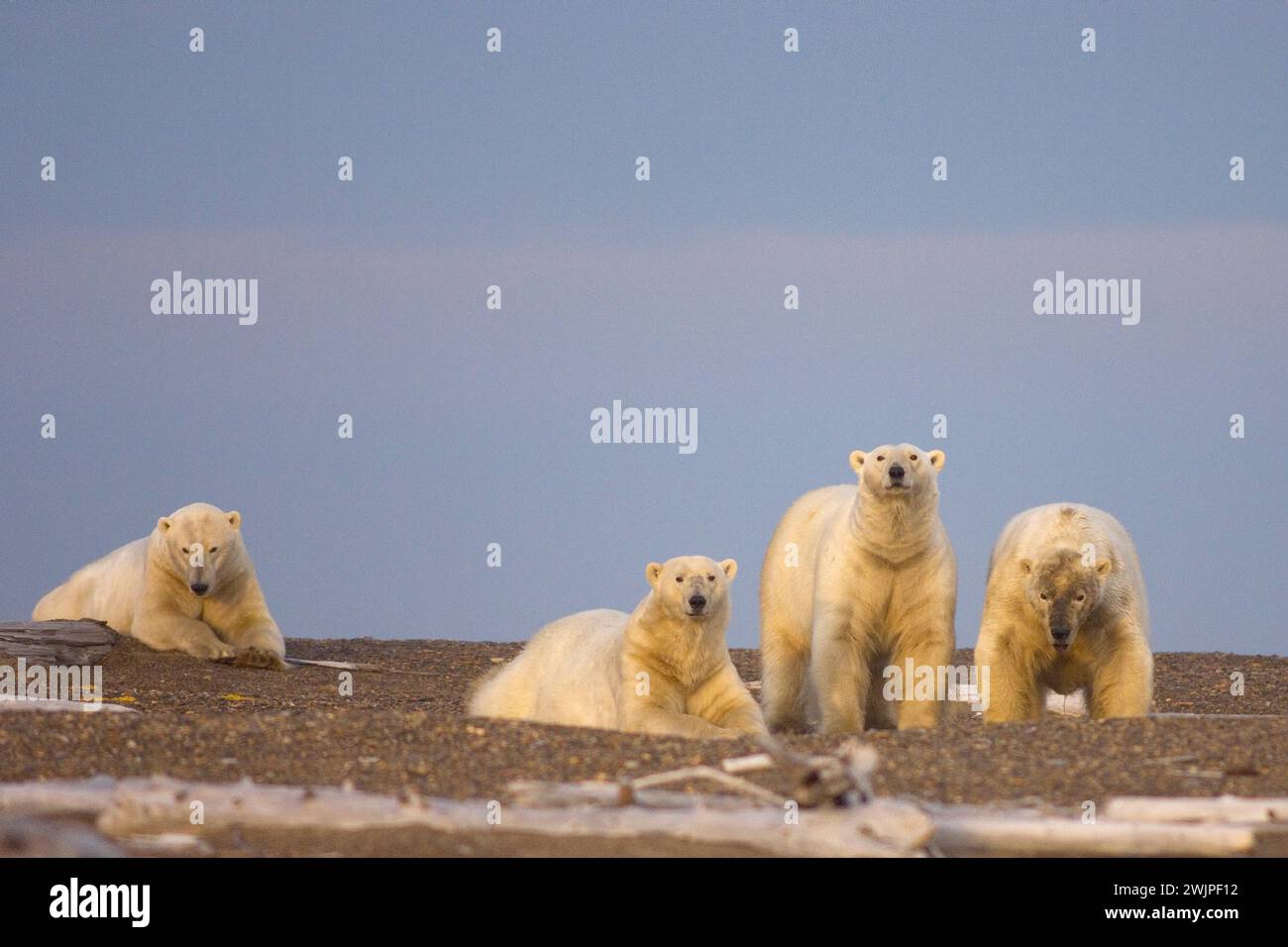 polar bears, Ursus maritimus, group of adult males wait on a barrier ...