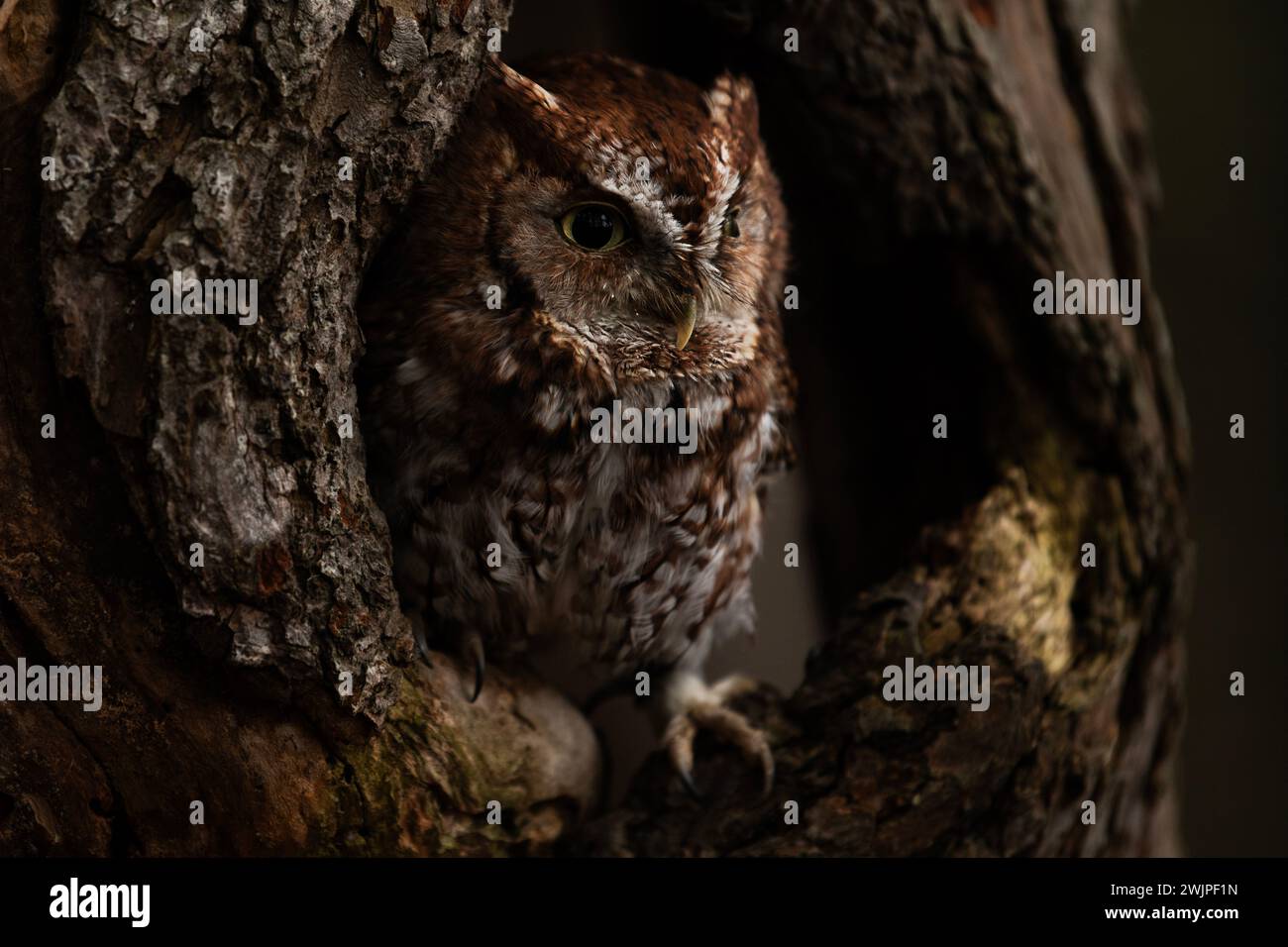A trained Eastern Screech Owl Red Morph, Megascops asio Stock Photo - Alamy