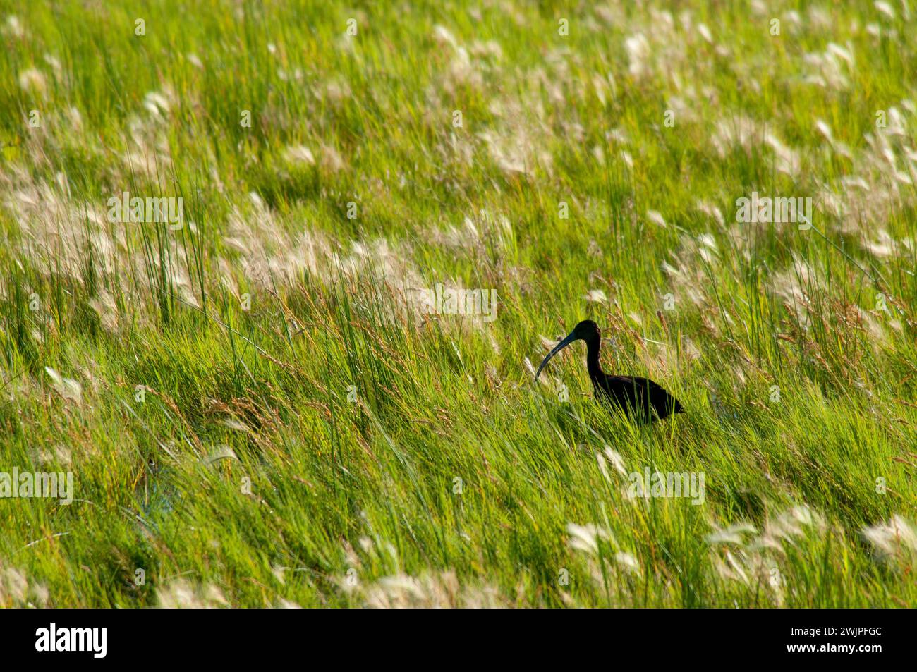 Ibis, Malheur National Wildlife Refuge, High Desert Discovery Scenic ...