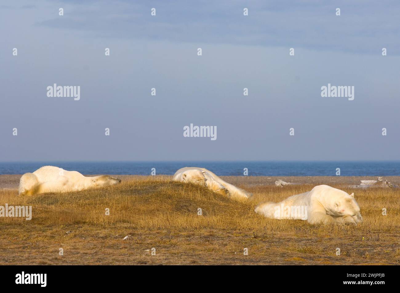 polar bears, Ursus maritimus, group of adult males wait on a barrier ...