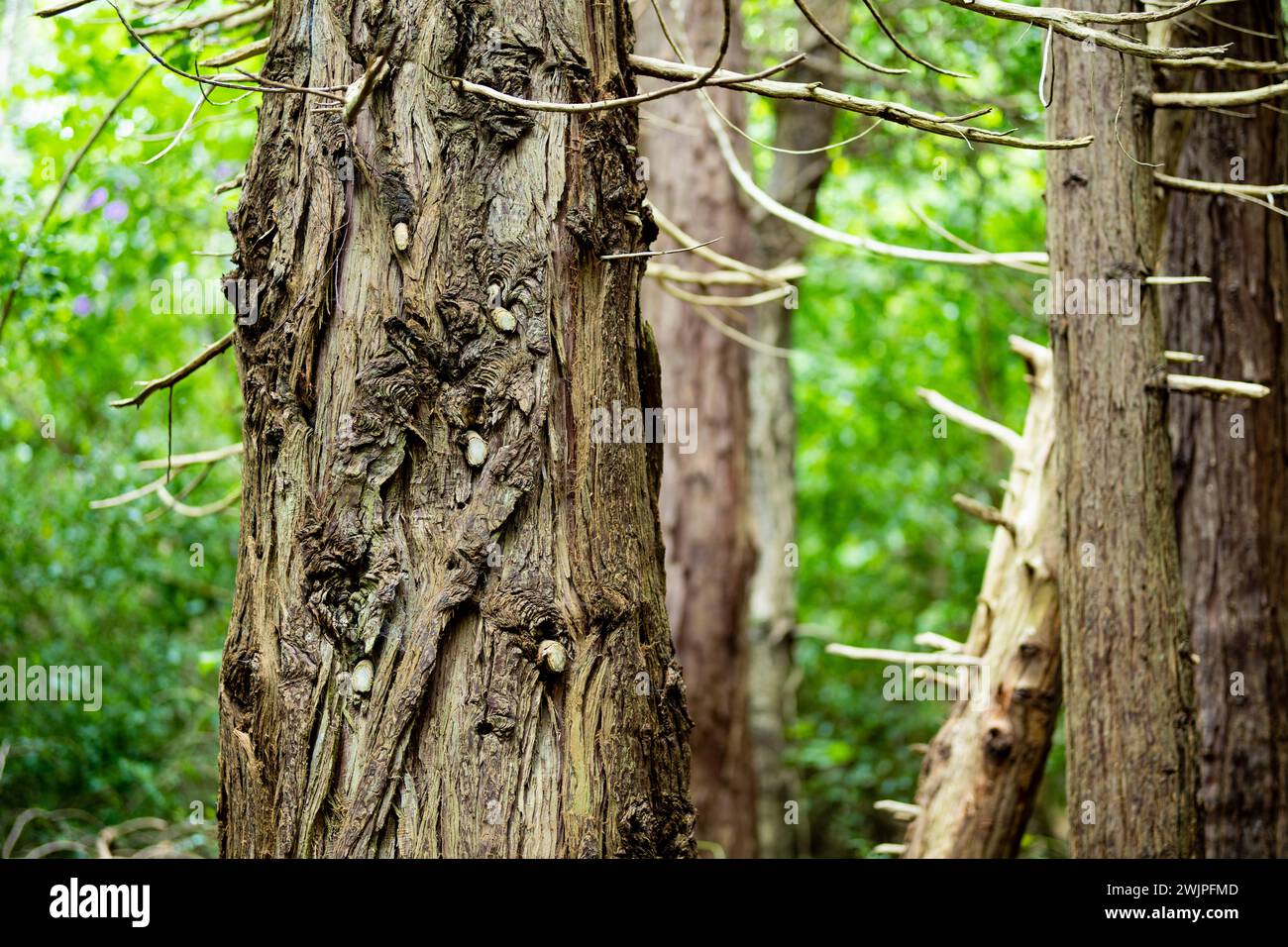 Massive pine trees with ivy growing on their trunks. Impressive green ...