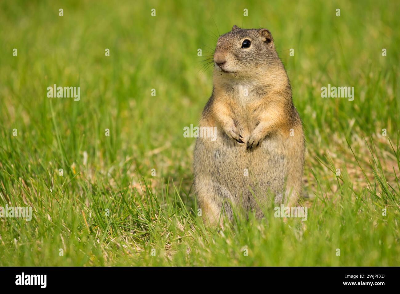 Gopher, Malheur National Wildlife Refuge, Oregon Stock Photo - Alamy