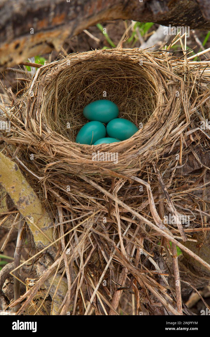 American robin nest hi-res stock photography and images - Alamy