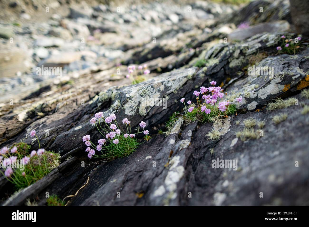Rough and rocky shore along famous Ring of Kerry route. Rugged coast of ...