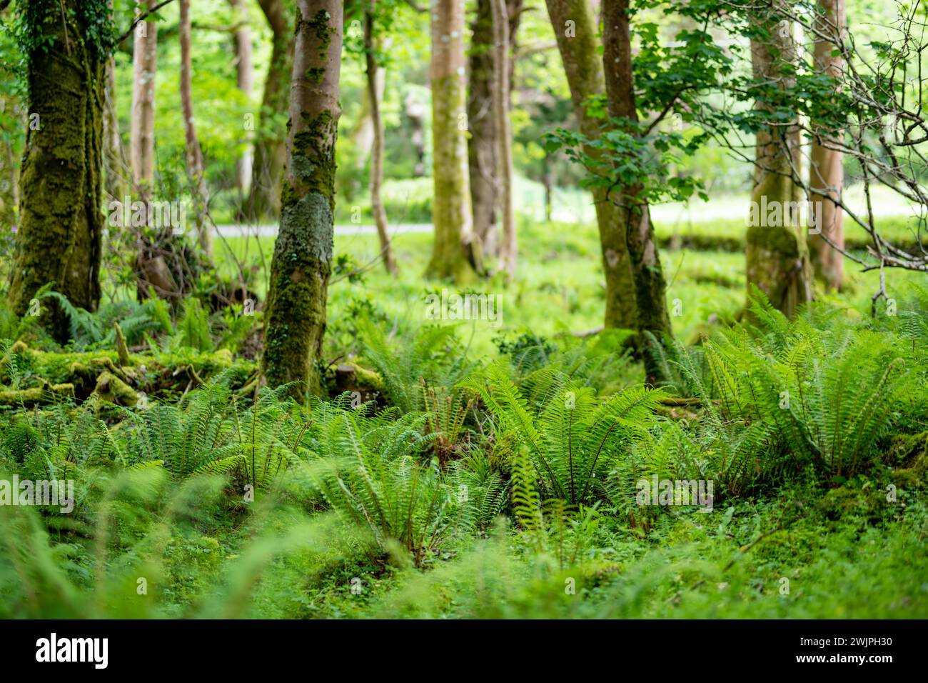 Massive pine trees with ivy growing on their trunks. Impressive green ...