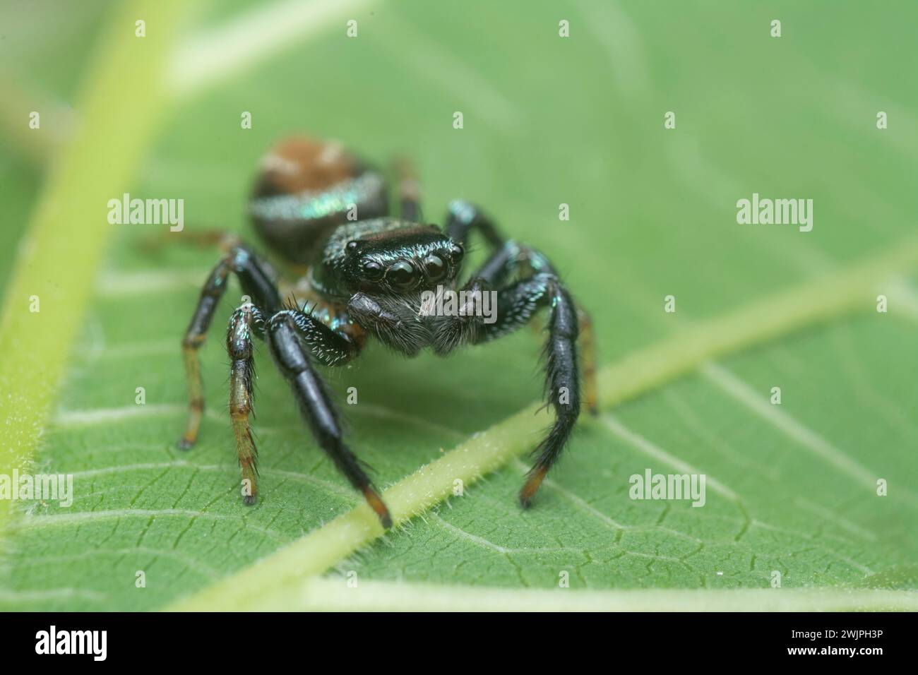 Jumping spider thiania bhamoensis hi-res stock photography and images ...