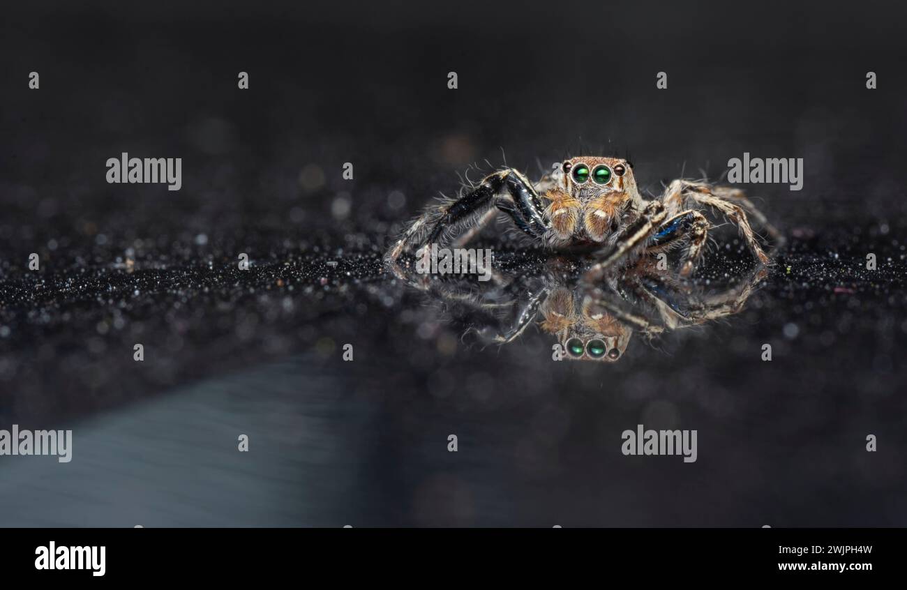 close shot of the Plexippus jumping spider Stock Photo - Alamy