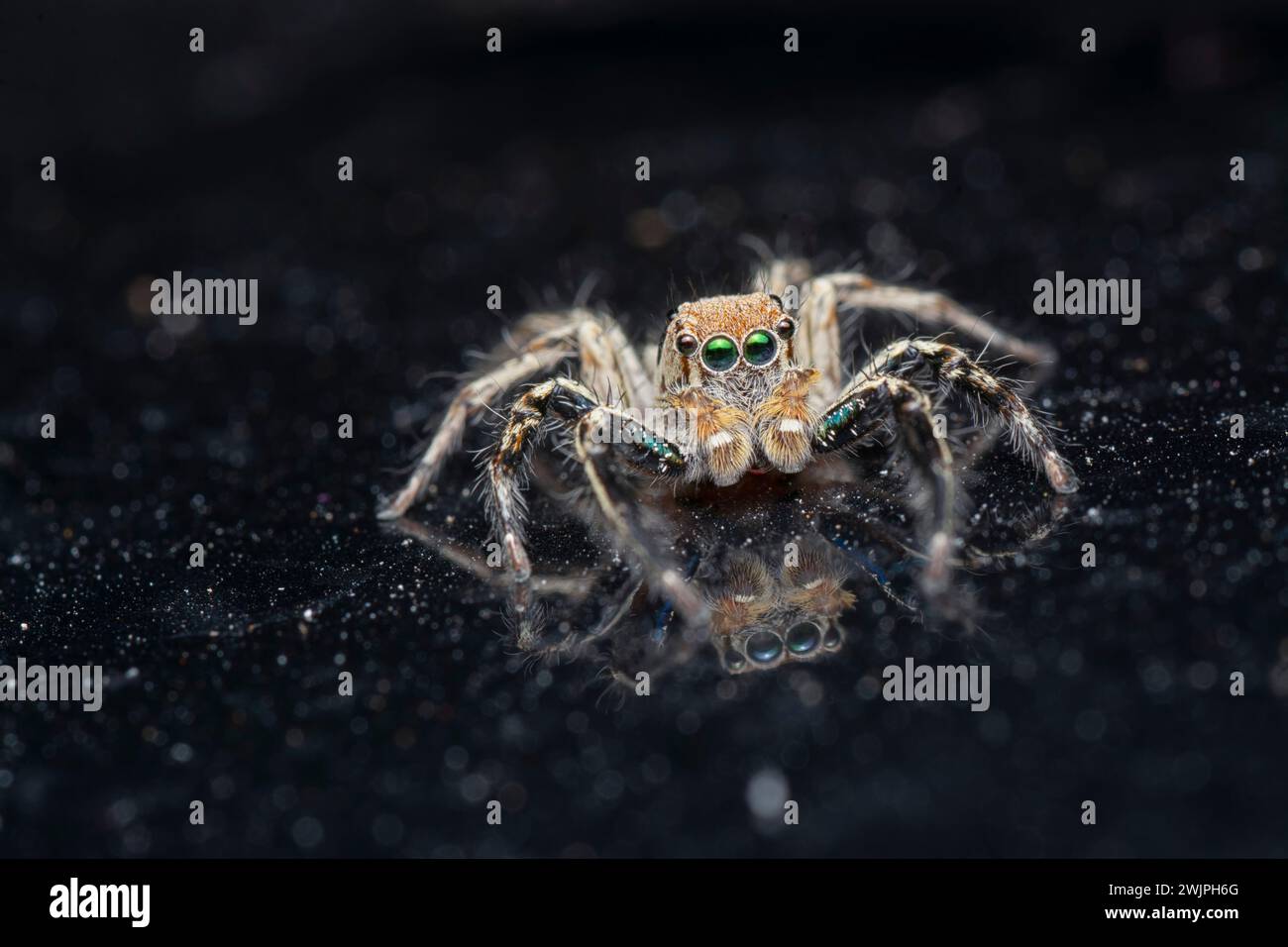 close shot of the Plexippus jumping spider Stock Photo - Alamy