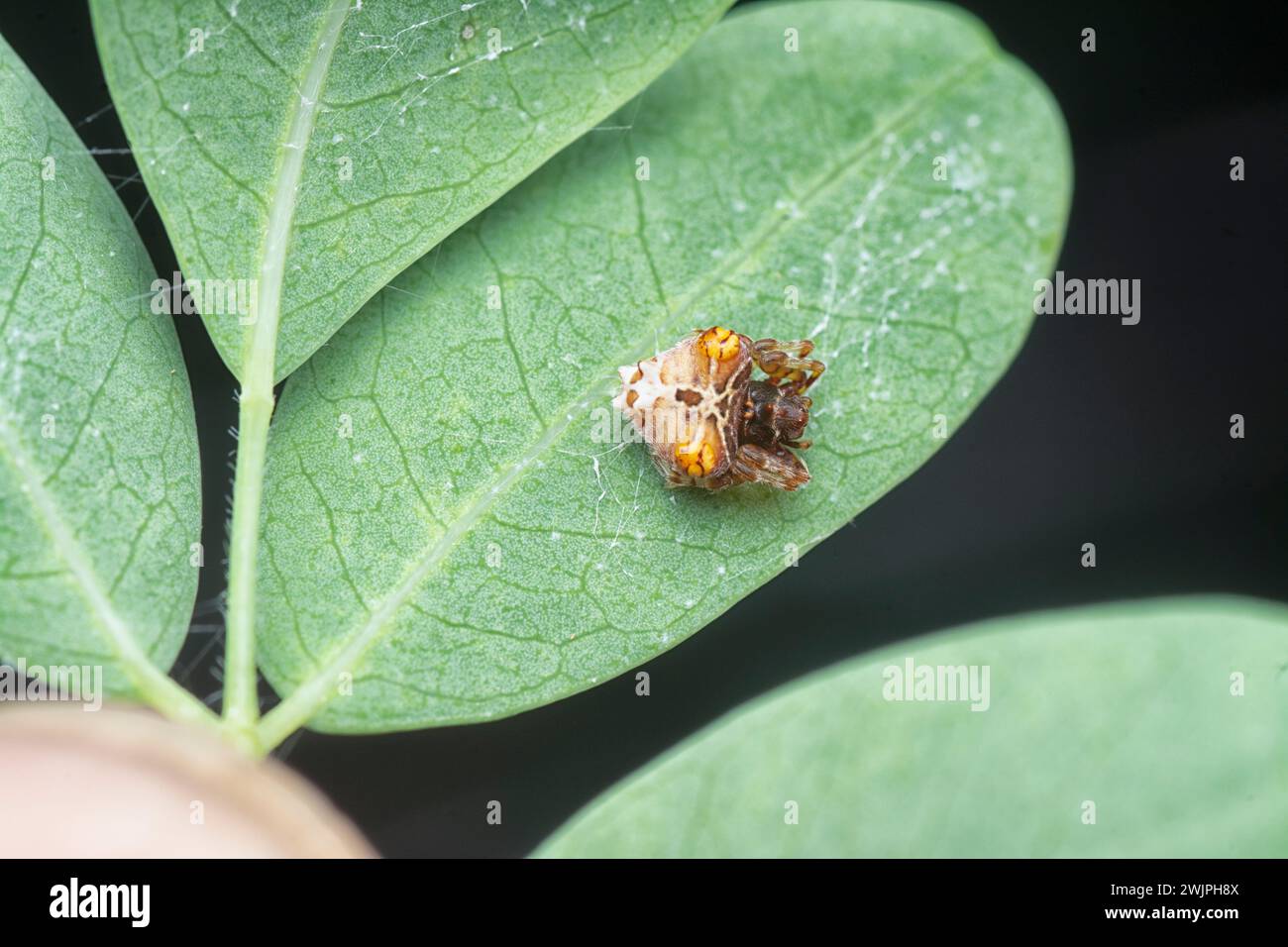 Bird dung spider hi-res stock photography and images - Alamy