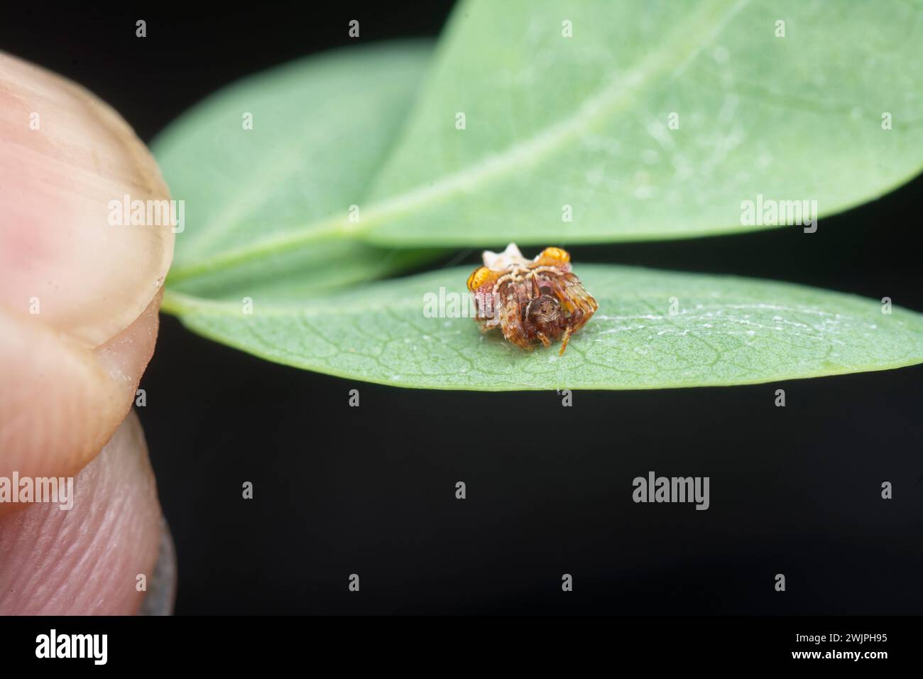 Bird dung spider hi-res stock photography and images - Alamy