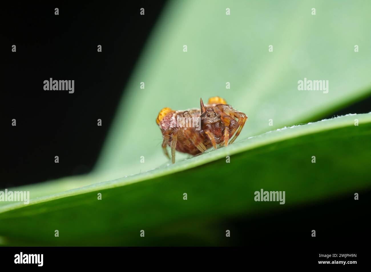 Bird dung spider hi-res stock photography and images - Alamy