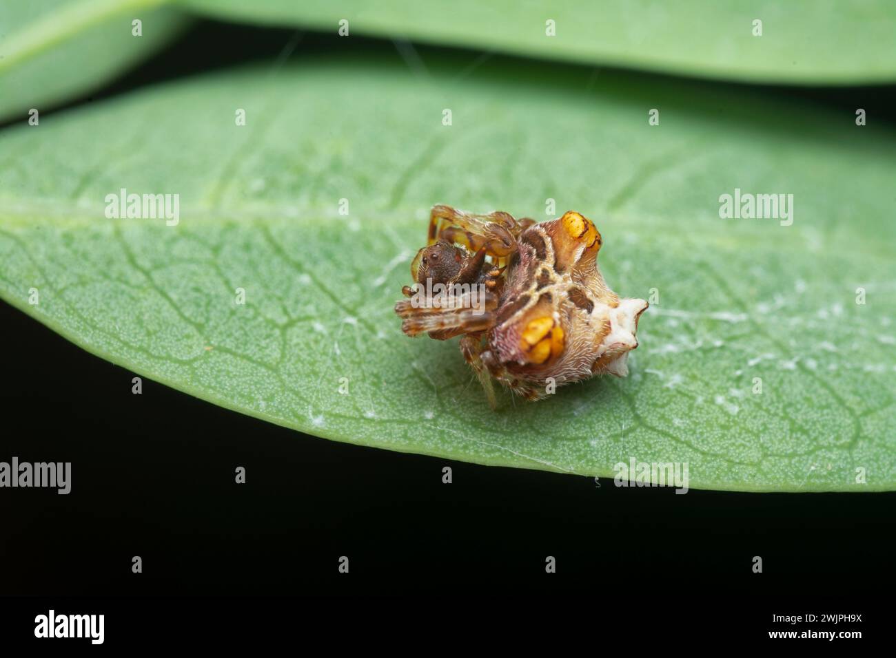 Bird dung spider hi-res stock photography and images - Alamy