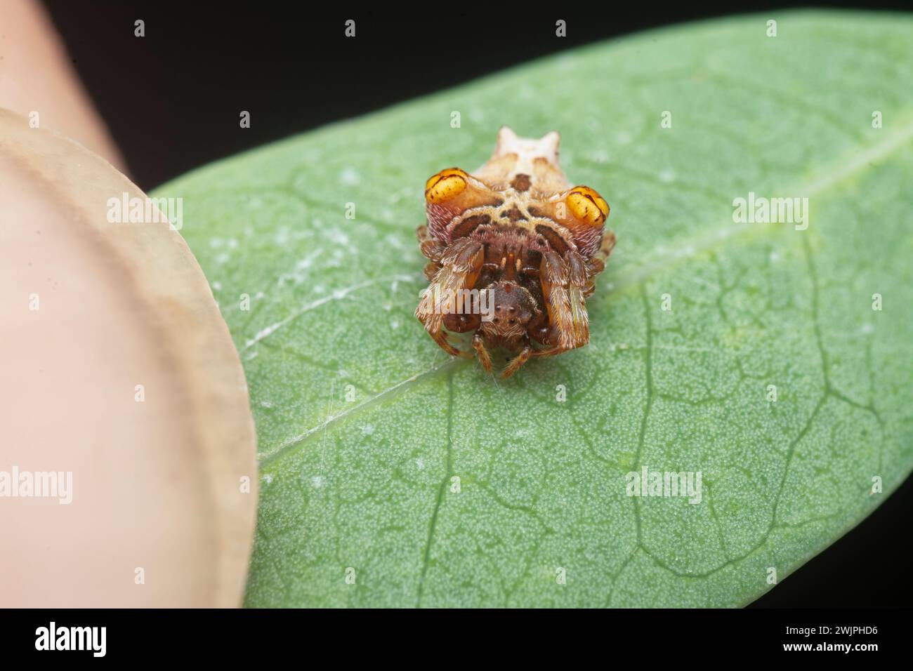 Bird dung spider hi-res stock photography and images - Alamy